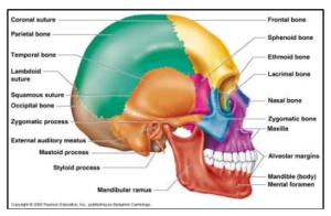 Propagation of Ultrasound through Freshly Excised Human Calvarium ...
